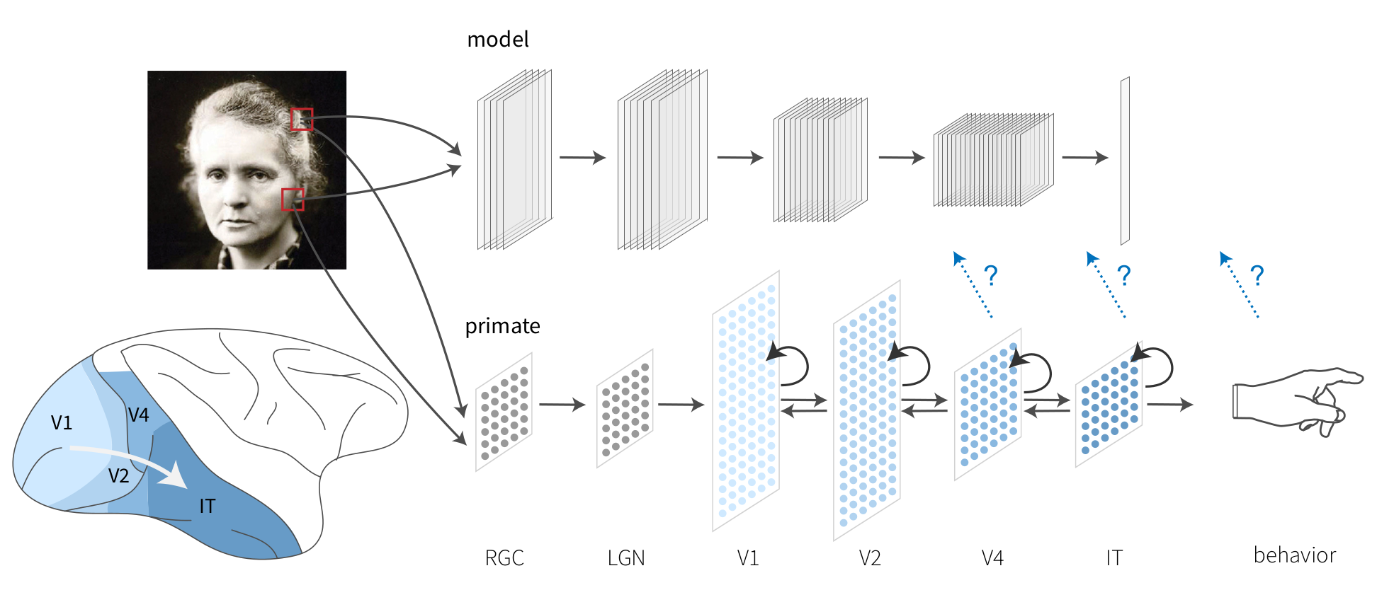 Welcome Introduction To Brain Decoding Encoding In FMRI